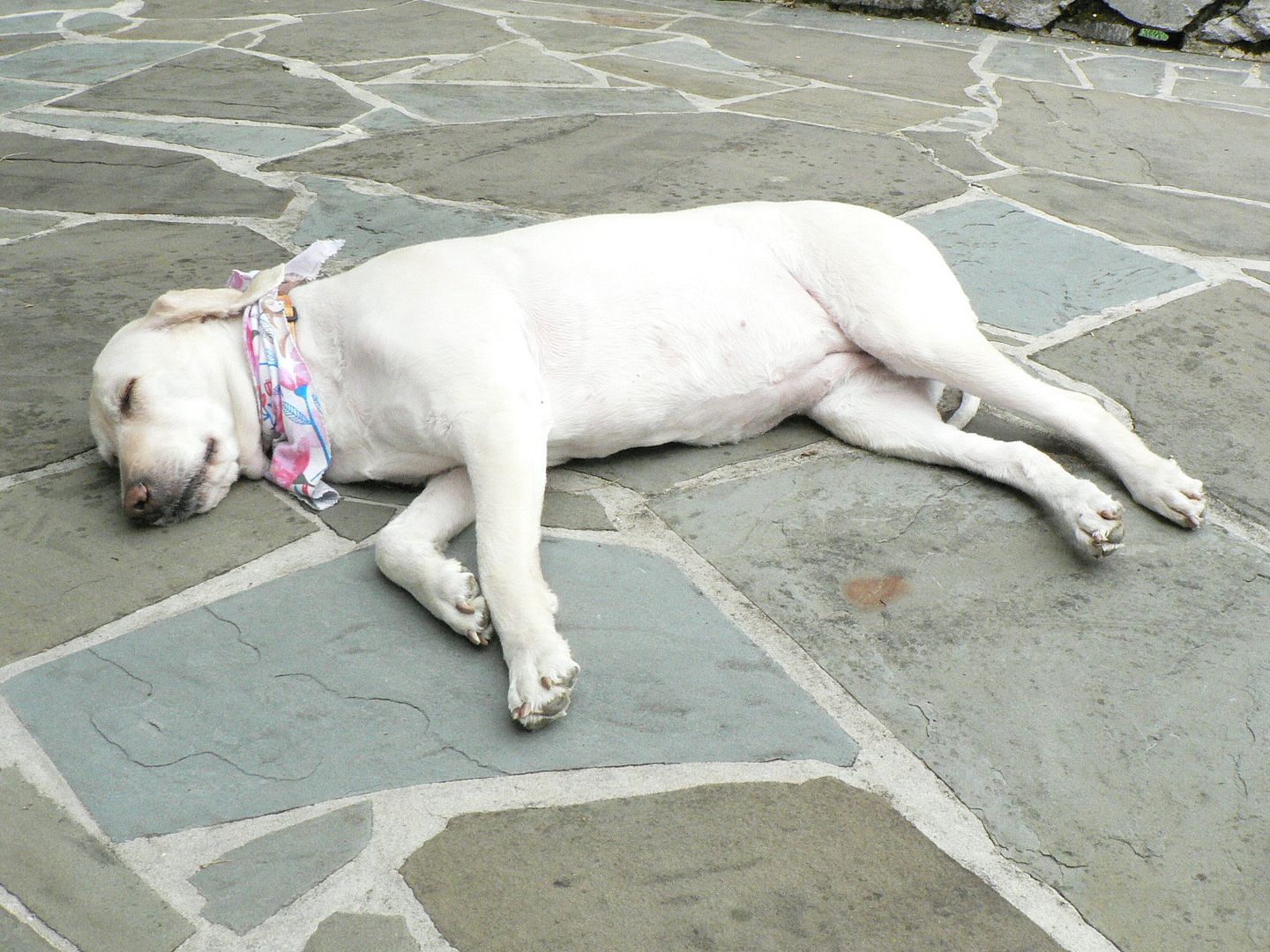 Some Swiss Cleaning Kits In Detail | AK Rifles